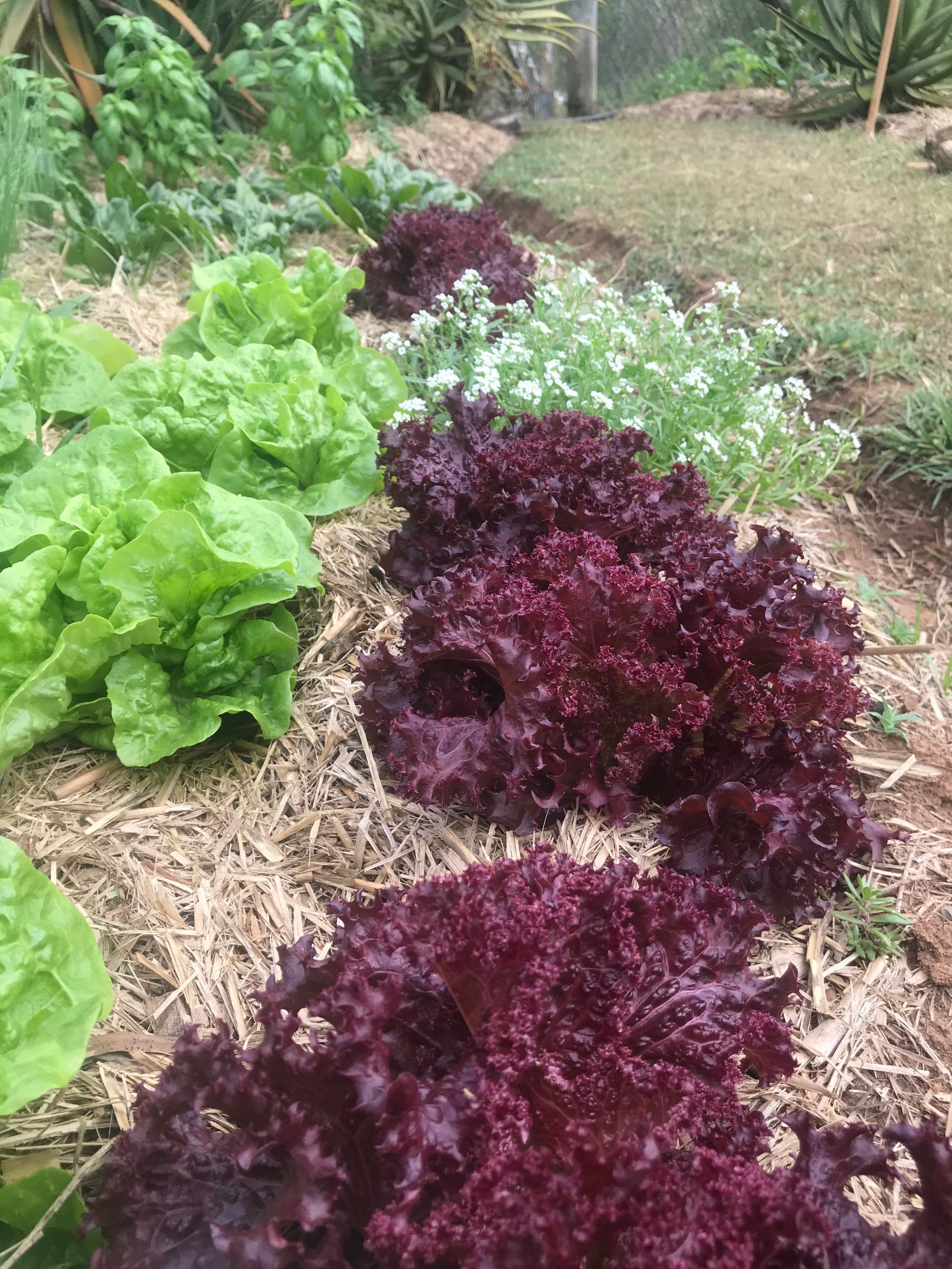 Fast growing edibles for spring in South East QLD - Brisbane ...