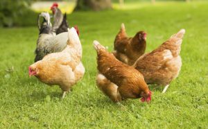 Keeping backyard chickens: getting started - Brisbane Sustainability Agency