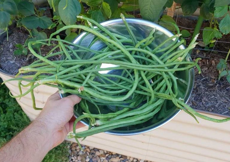 Why growing snake beans is awesome - Brisbane Sustainability Agency