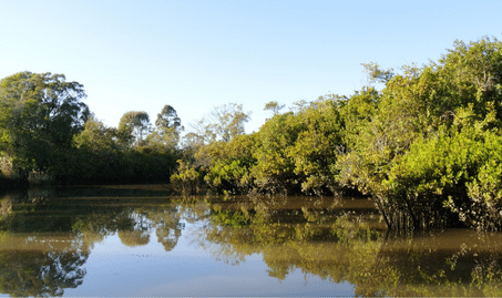 Corridor Restoration Project - Brisbane Sustainability Agency
