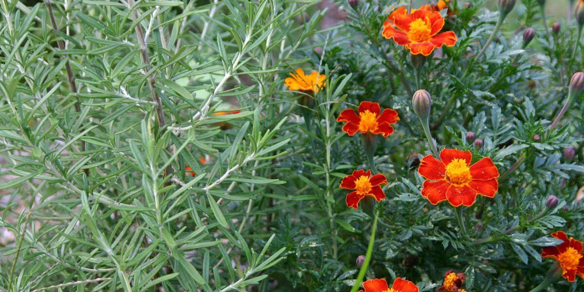 A beginner’s guide to companion planting - Brisbane Sustainability Agency